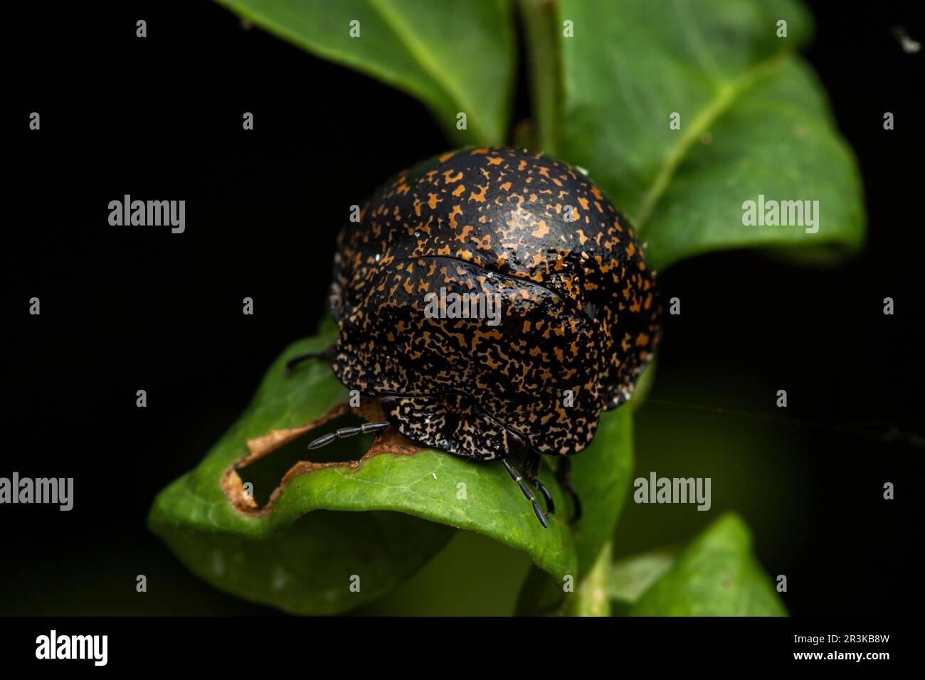 Flat Bug (Plataspis singularis), Torotorofotsy, Alaotra Mangoro ...