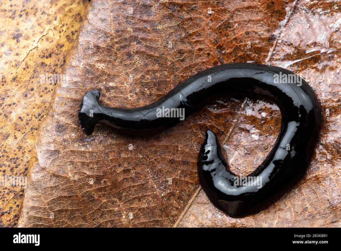 Land flatworm (Diversibipalium sp), Mitsinjo, Madagascar Stock Photo ...