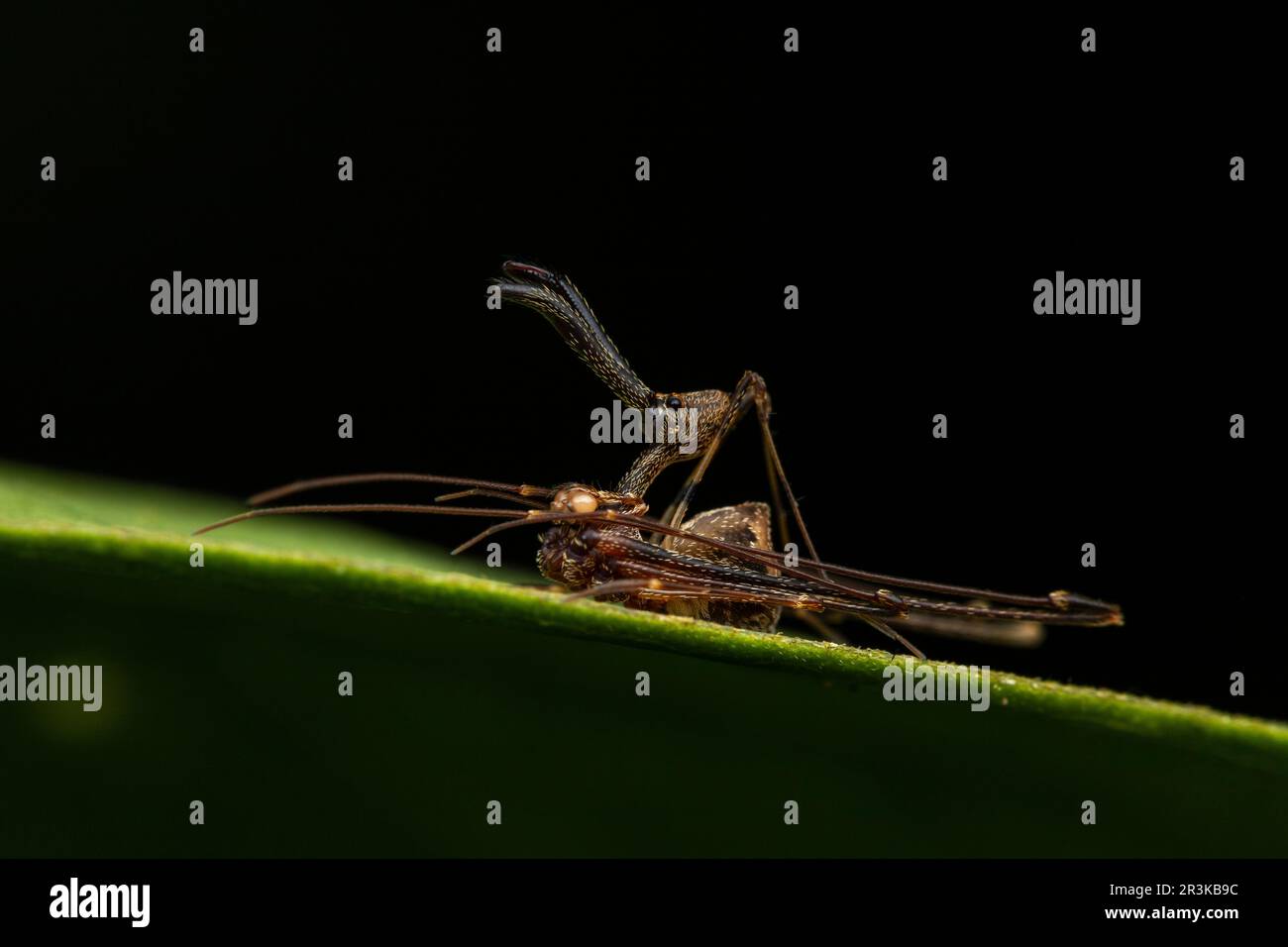 Pelican spider (Eriauchenus workmani) male in situ, Mitsinjo ...