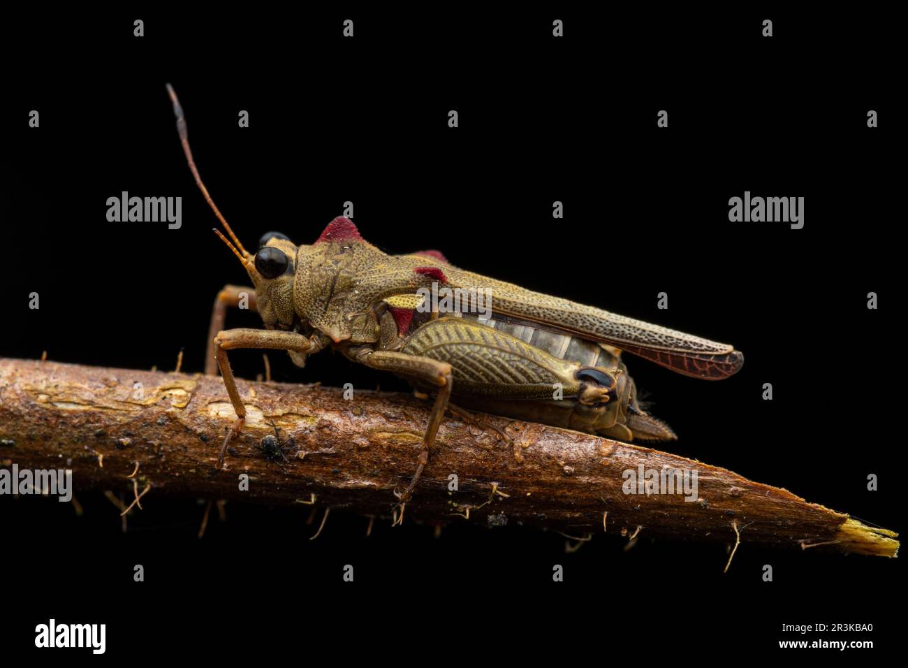 Common Royal Pygmy grasshopper (Andriana pyramidata), Vohimana ...