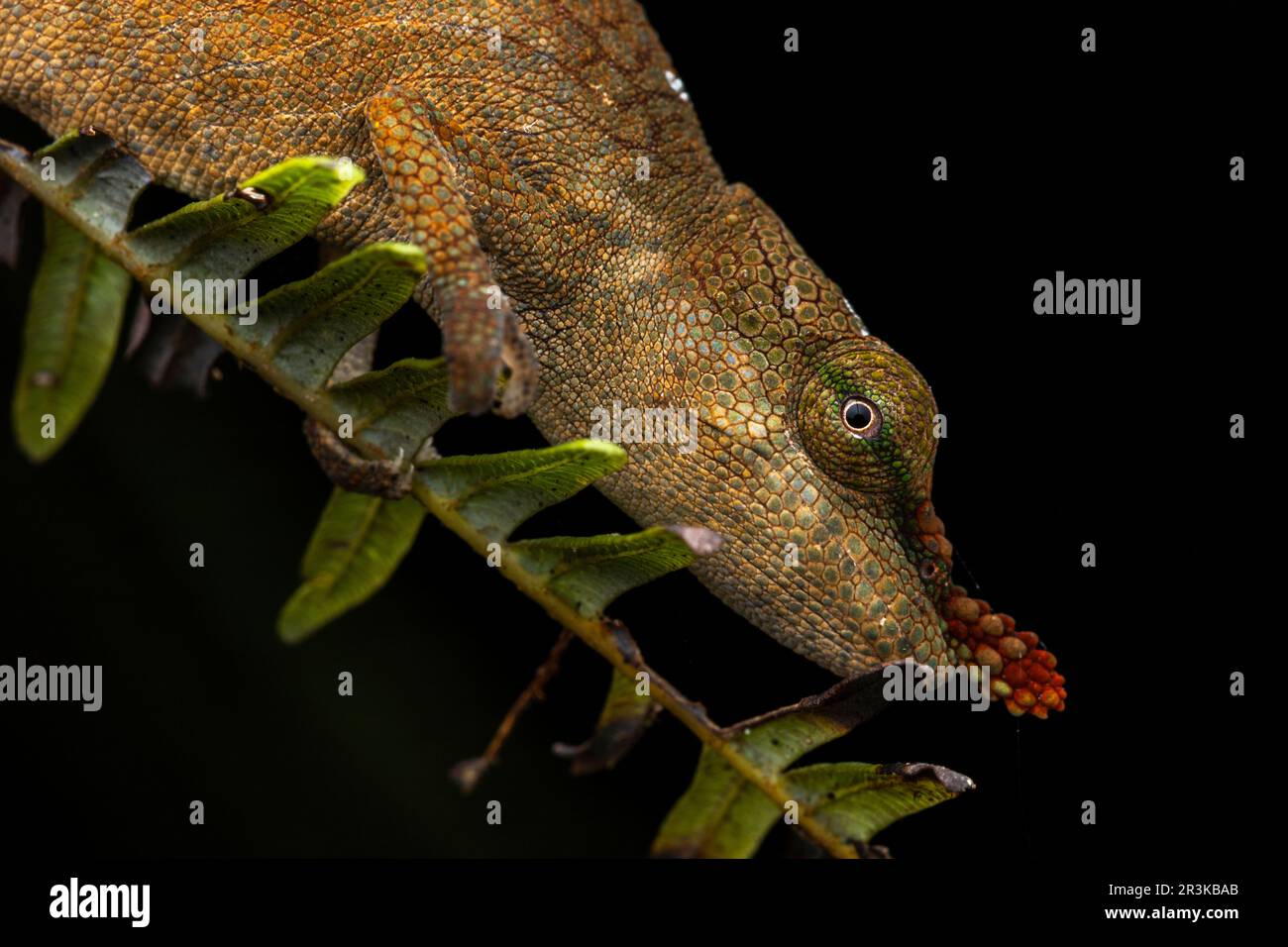 Blade chameleon (Calumma gallus) female in situ, Vohimana, Madagascar ...