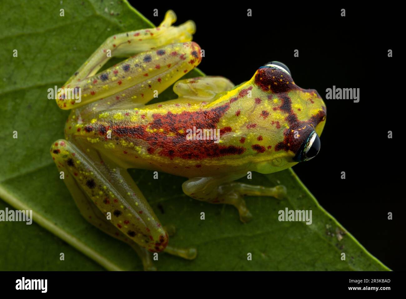 Bott's Bright-eyed Frog (Boophis bottae), Vohimana, Madagascar Stock ...