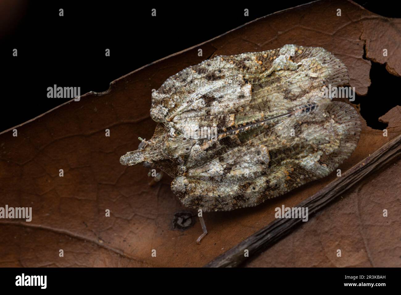 Flatid Planthopper (Flatoidinae sp) on dead leaf, Analamazaotra ...