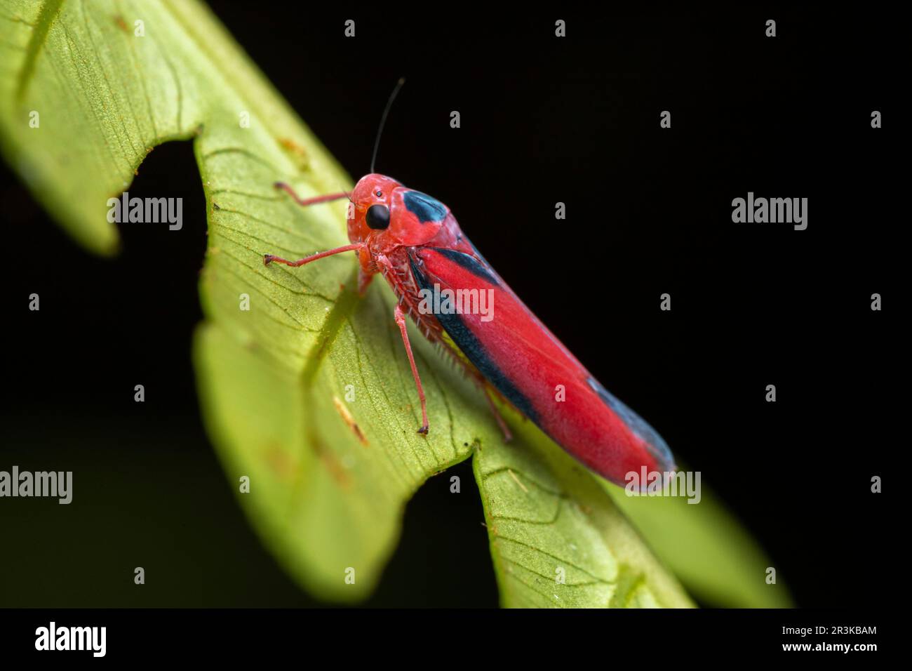 Leafhopper (Cicadellidae sp), Analamazaotra Madagascar Stock Photo - Alamy
