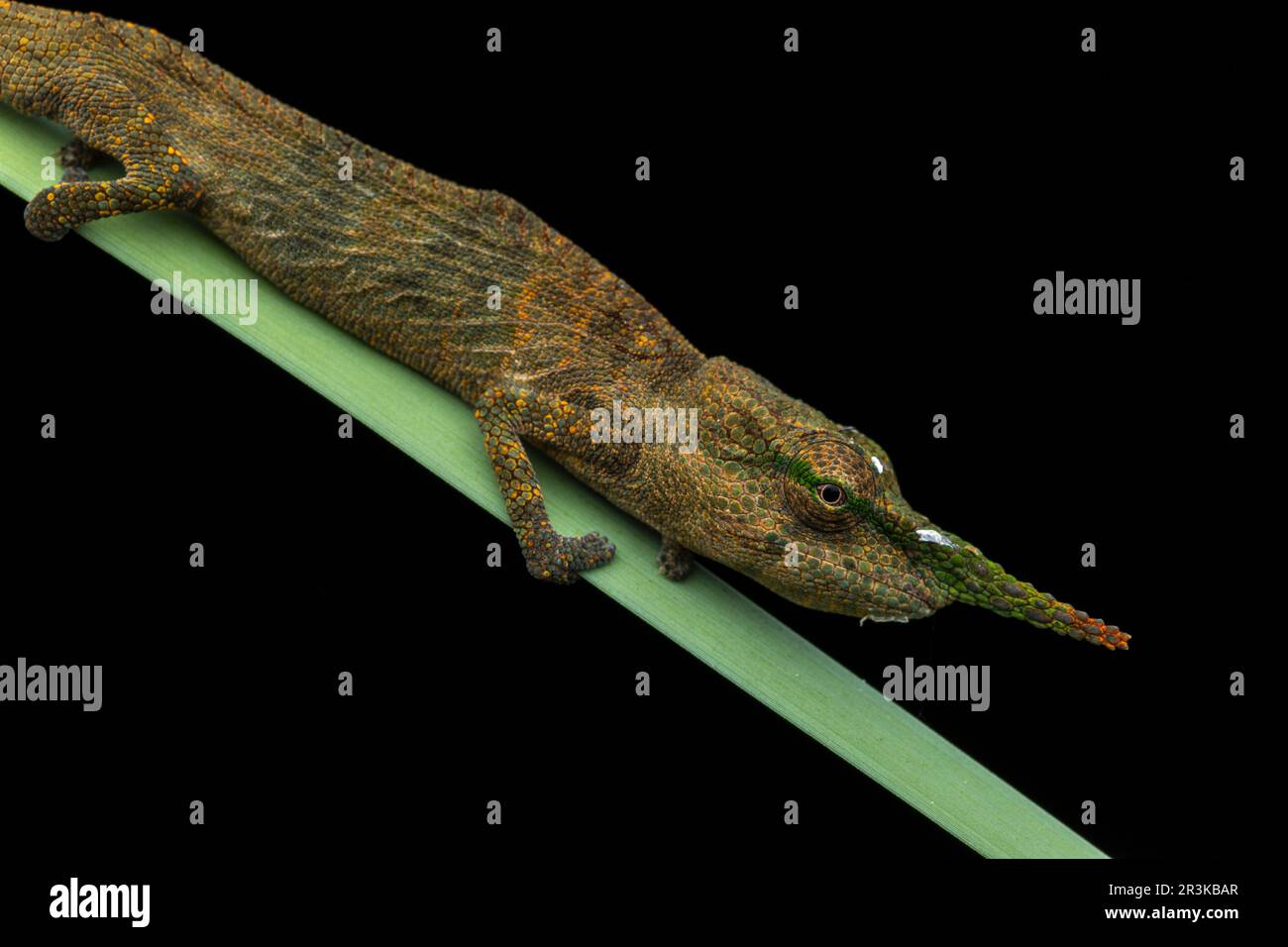 Blade chameleon (Calumma gallus) male in situ, Vohimana, Madagascar ...