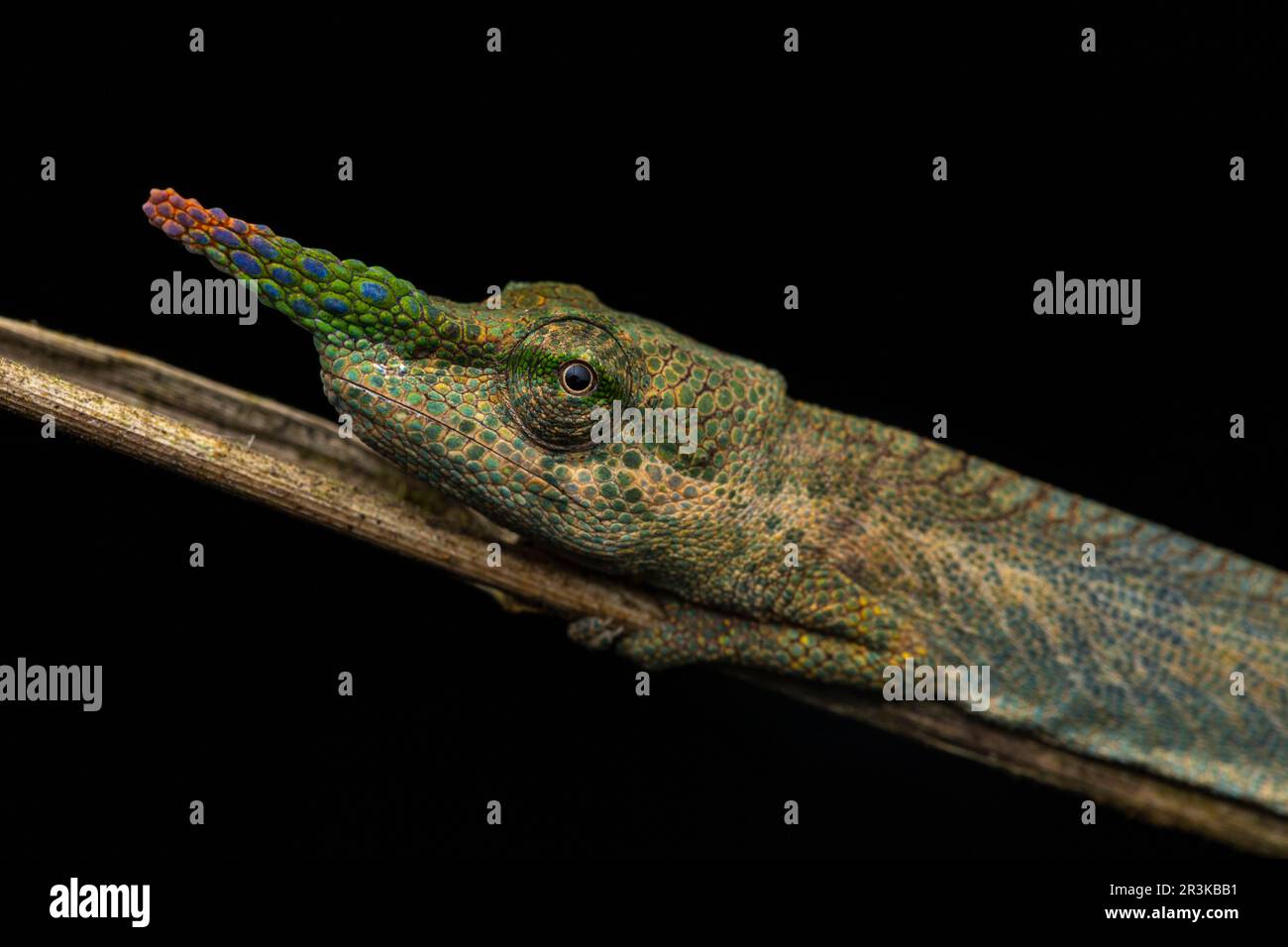 Blade chameleon (Calumma gallus) male in situ, Vohimana, Madagascar ...