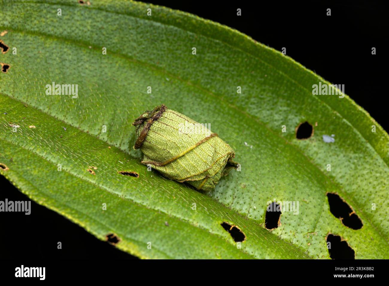 Giraffe-necked Weevil (Trachelophorus giraffa) rolled tree leaf in situ ...