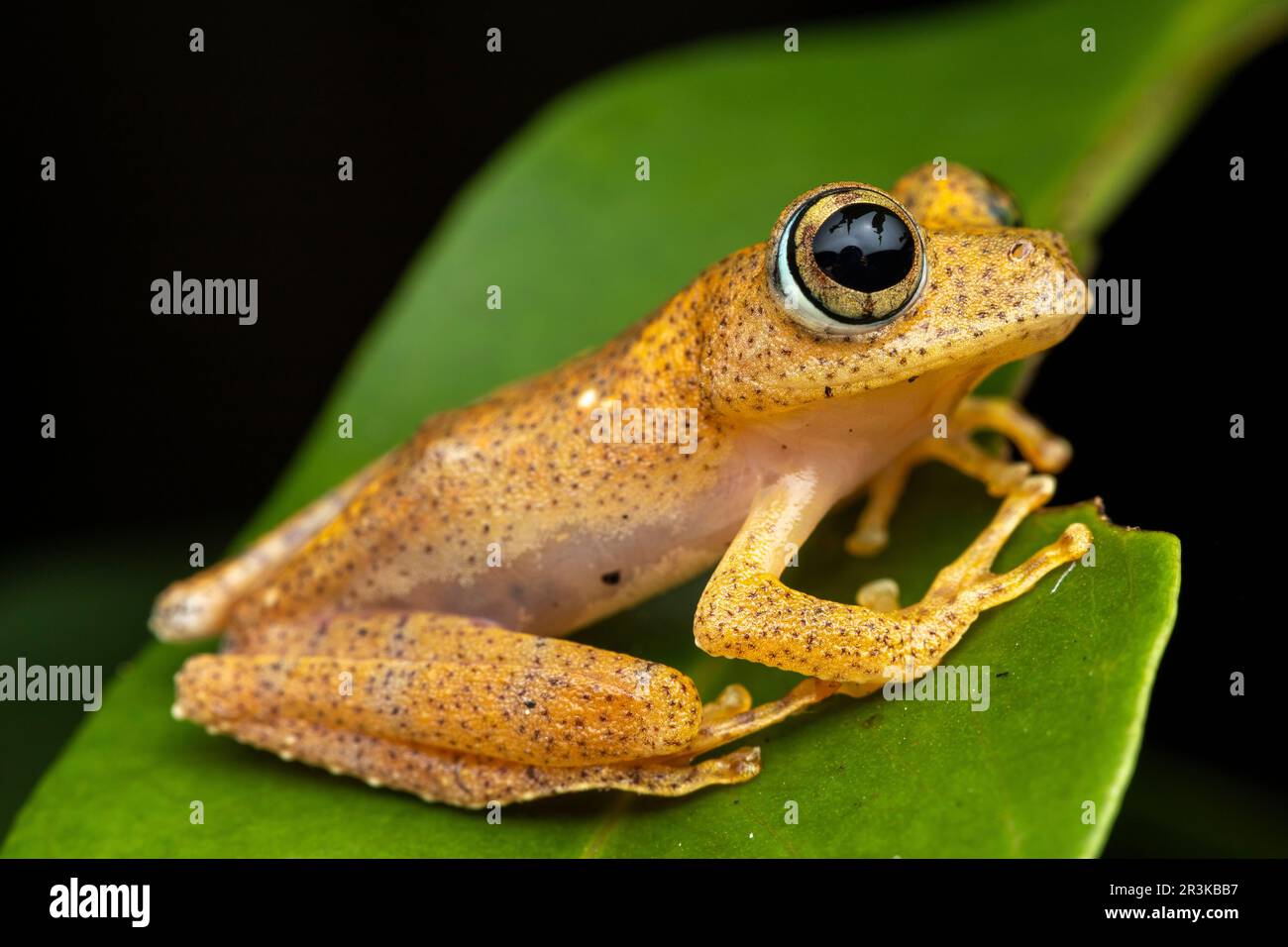 Fiery Bright-eyed Frog (Boophis pyrrhus) in stu, Vohimana, Alaotra ...