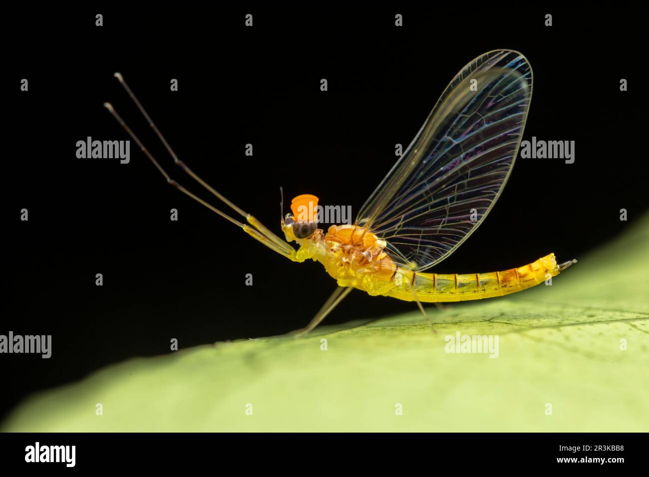 Mayfly (Ephemeroptera sp) in situ, Vohimana, Alaotra-Mangoro ...