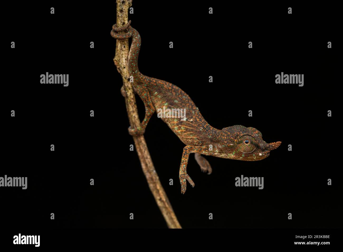 Blade chameleon (Calumma gallus) young in situ, Vohimana, Alaotra ...