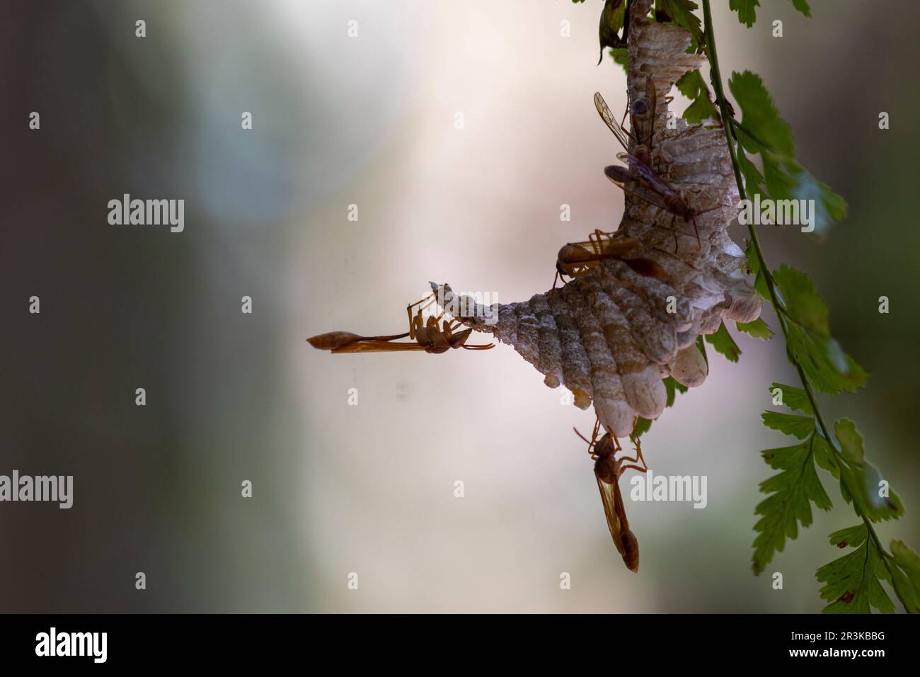 Social wasp (Belonogaster madecassa) on nest, Ampitabe Lake, Pangalanes ...