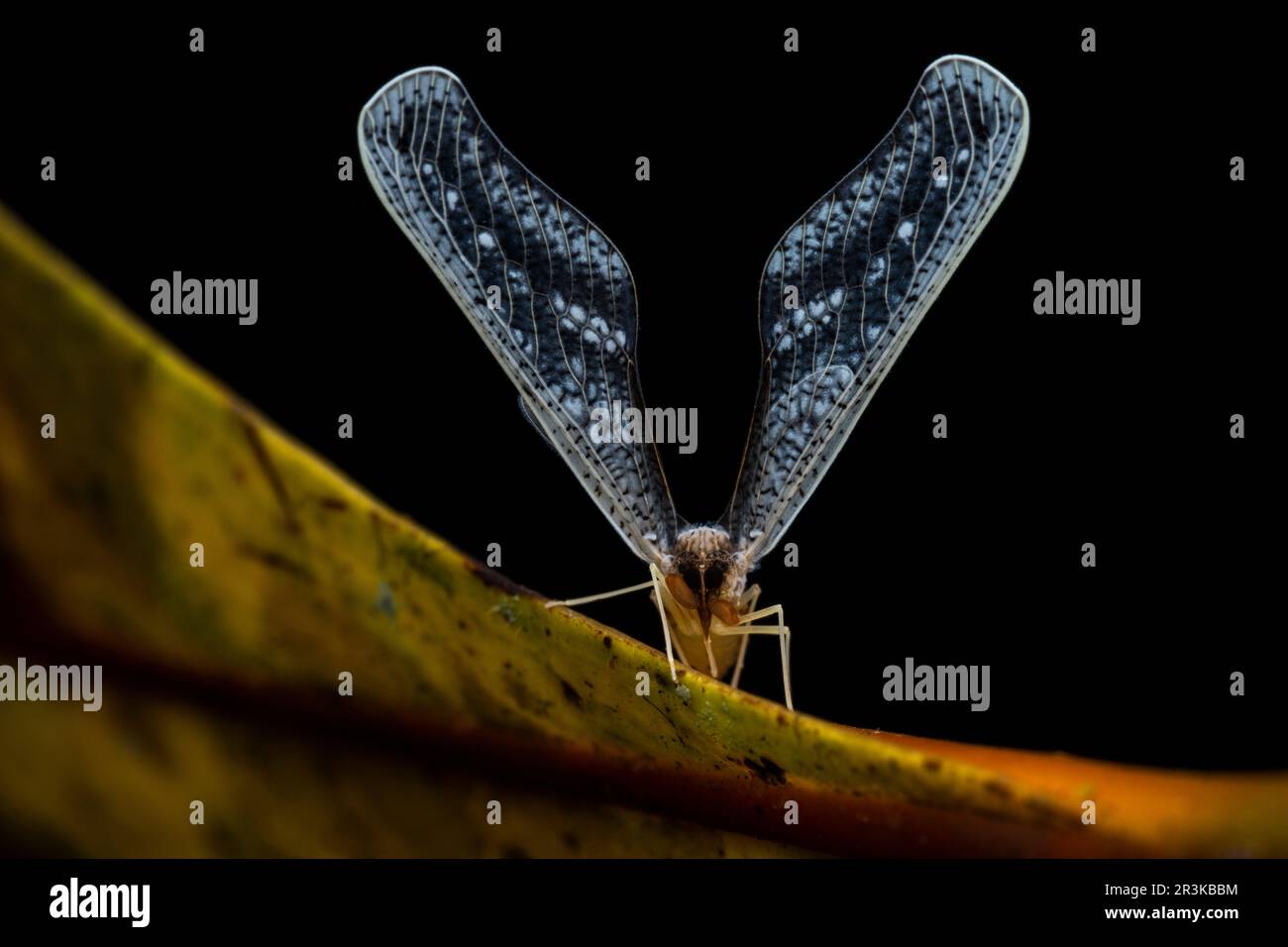 Derbid Planthopper (Derbidae sp), Vohimana, Alaotra-Mangoro, Madagascar ...