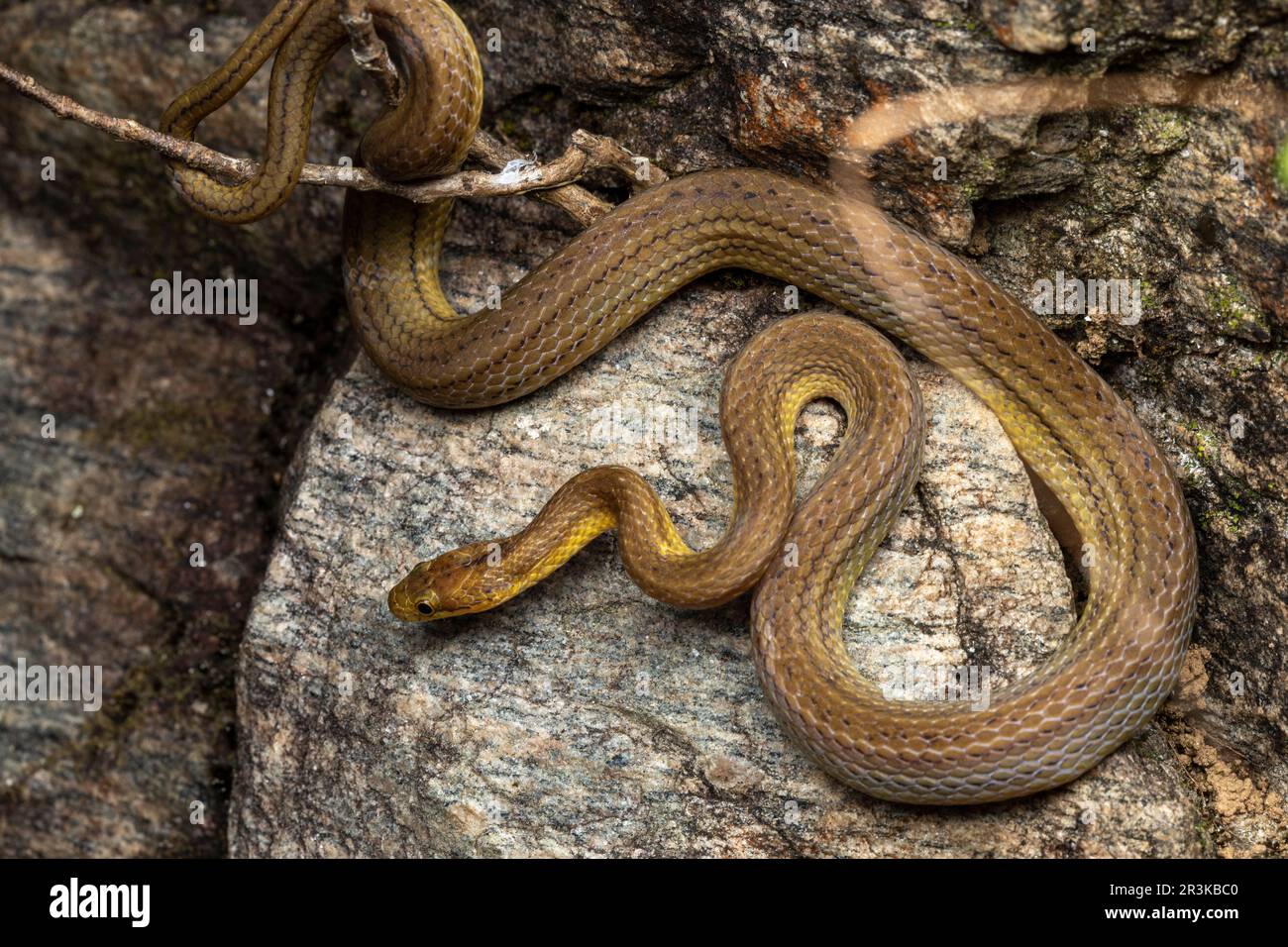 Bighead Snake (Compsophis laphystius) in situ, Vohimana, Alaotra ...