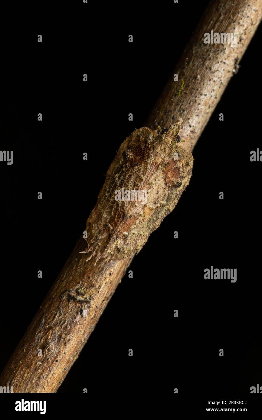 Flatid Planthopper (Flatoidinae sp), Analamazaotra, Alaotra-Mangoro ...