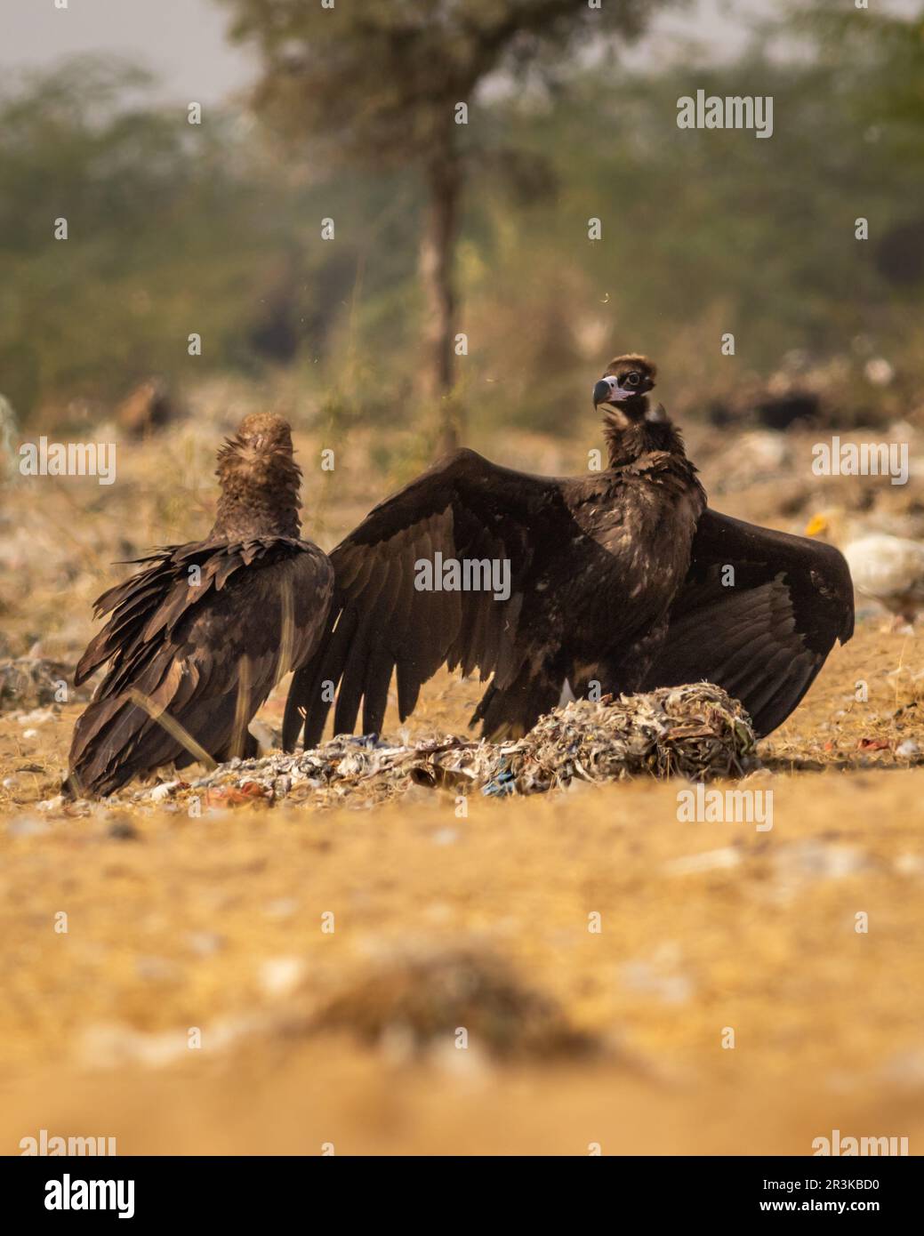 Two Cinereous vulture or black vulture or monk vulture or aegypius ...