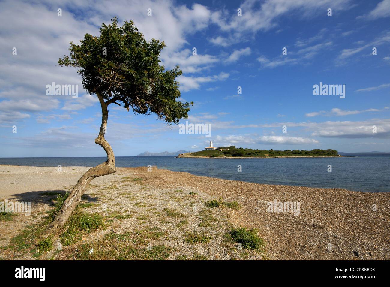 Playa alcanada mallorca hi-res stock photography and images - Alamy