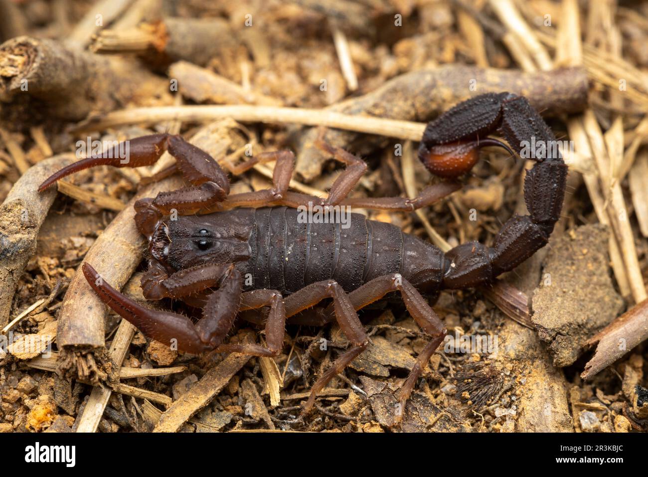 Grosphus madagascariensis hi-res stock photography and images - Alamy