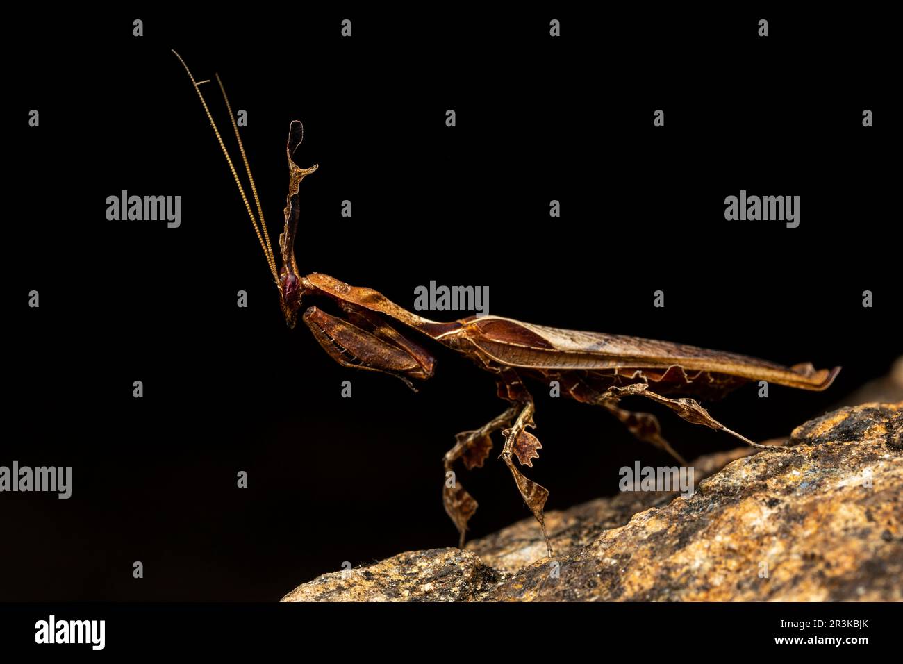 Ghost Mantis (Phyllocrania paradoxa) male, Vohimana, Alaotra-Mangoro ...