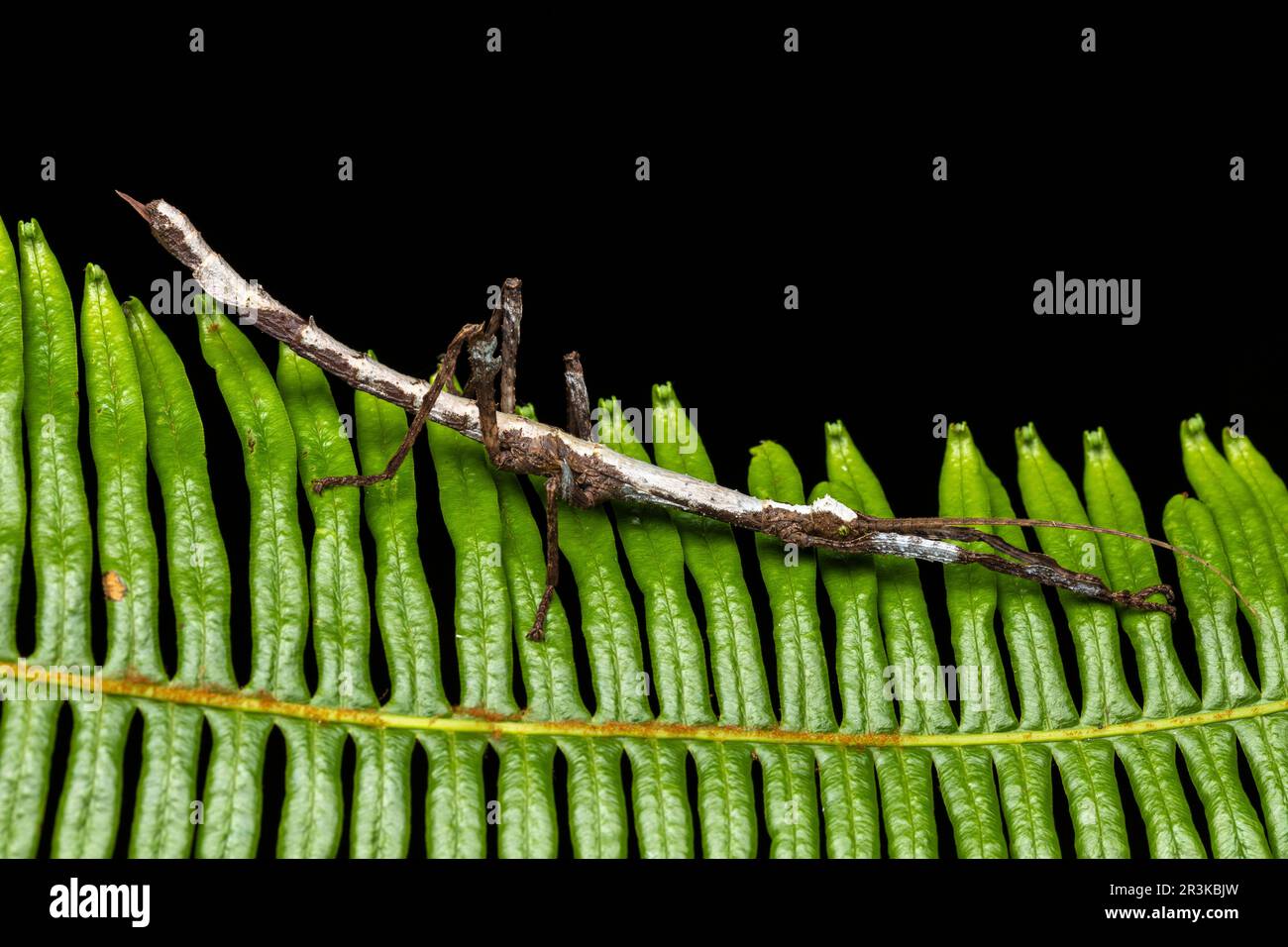 Stick Insect (Somacantha sp), Vohimana, Alaotra-Mangoro, Madagascar ...