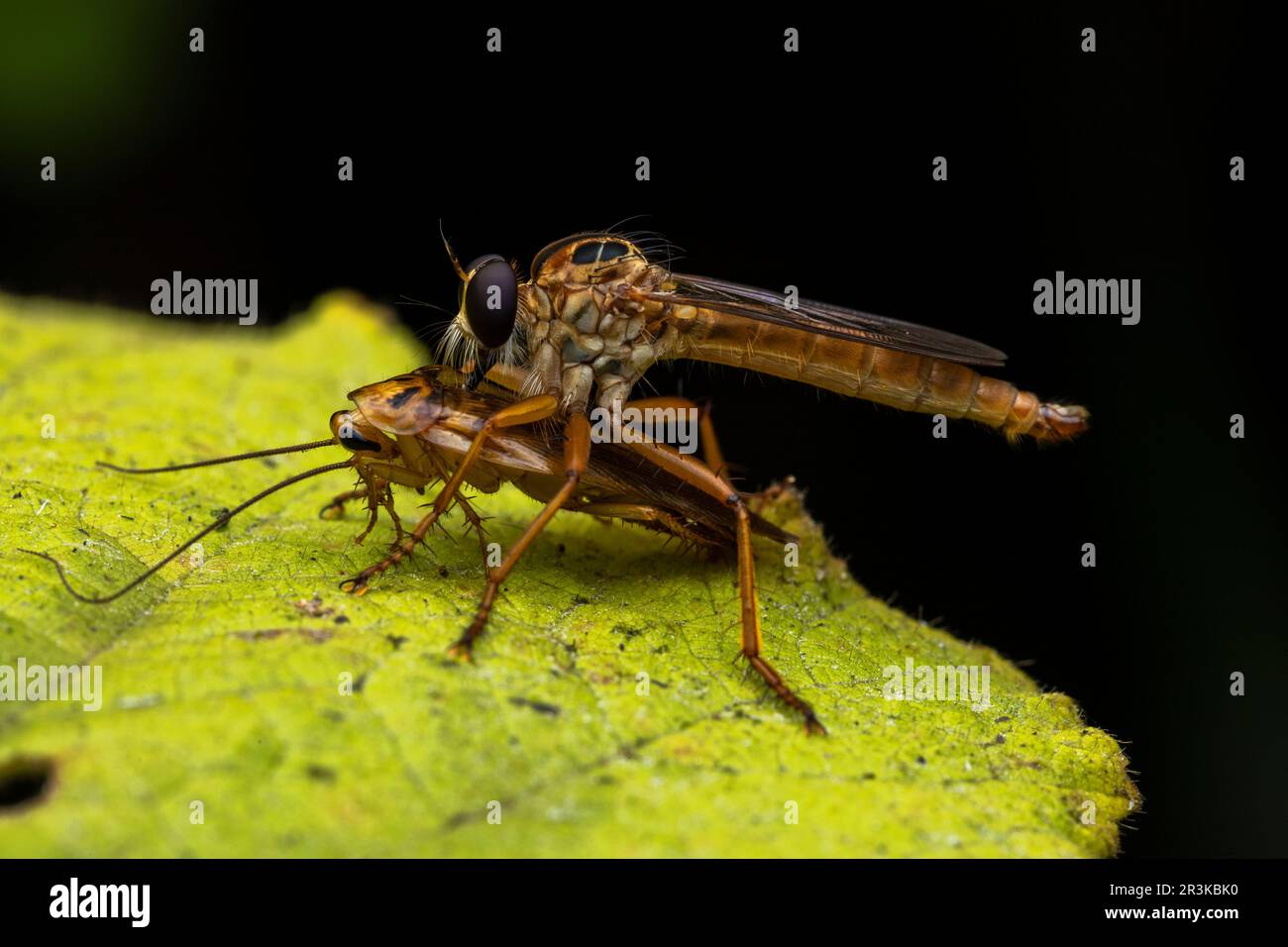 Robber fly (Asilinae sp) with prey Blattidae in situ, Vohimana, Alaotra ...