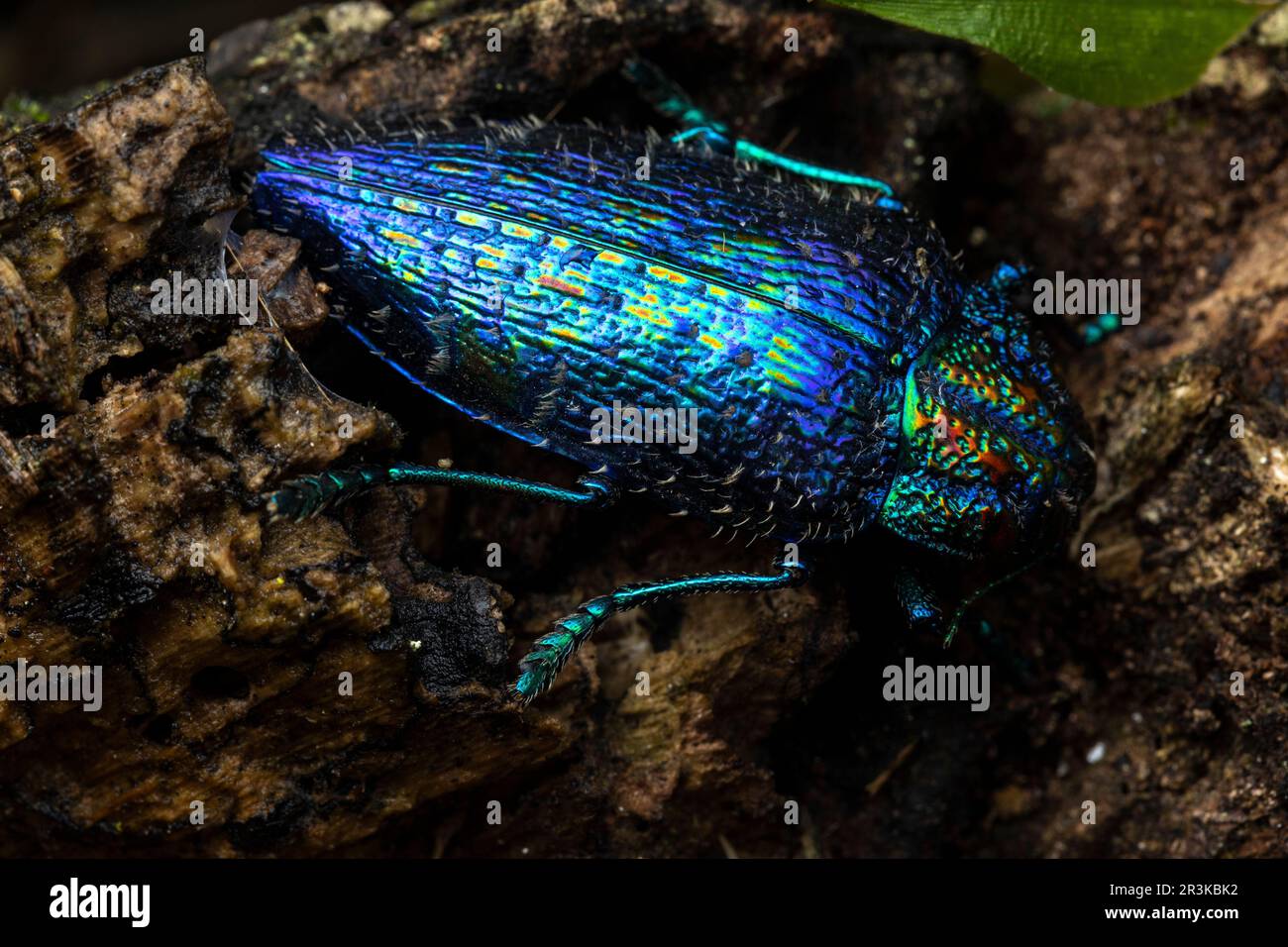 Metallic wood-boring beetle (Polybothris sumptuosa gemma), Vohimana ...