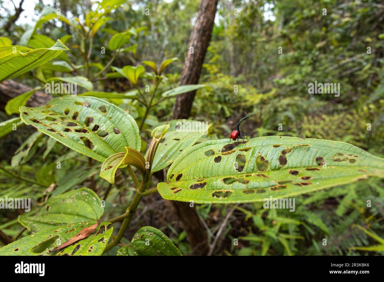 Giraffe-necked Weevil (Trachelophorus giraffa) male in situ, Vohimana ...
