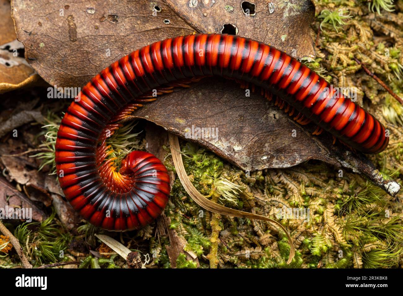 Giant fire millipede (Aphistogoniulus sp) in situ, Vohimana, Alaotra ...