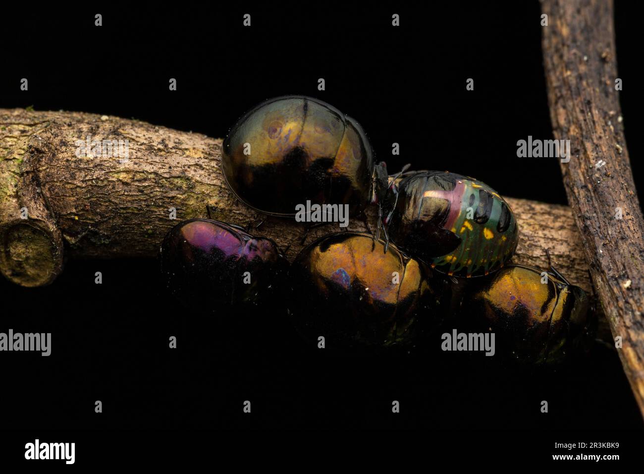 Plataspid bug (Plataspidae sp) in situ, V.O.I.MMA, Alaotra-Mangoro ...