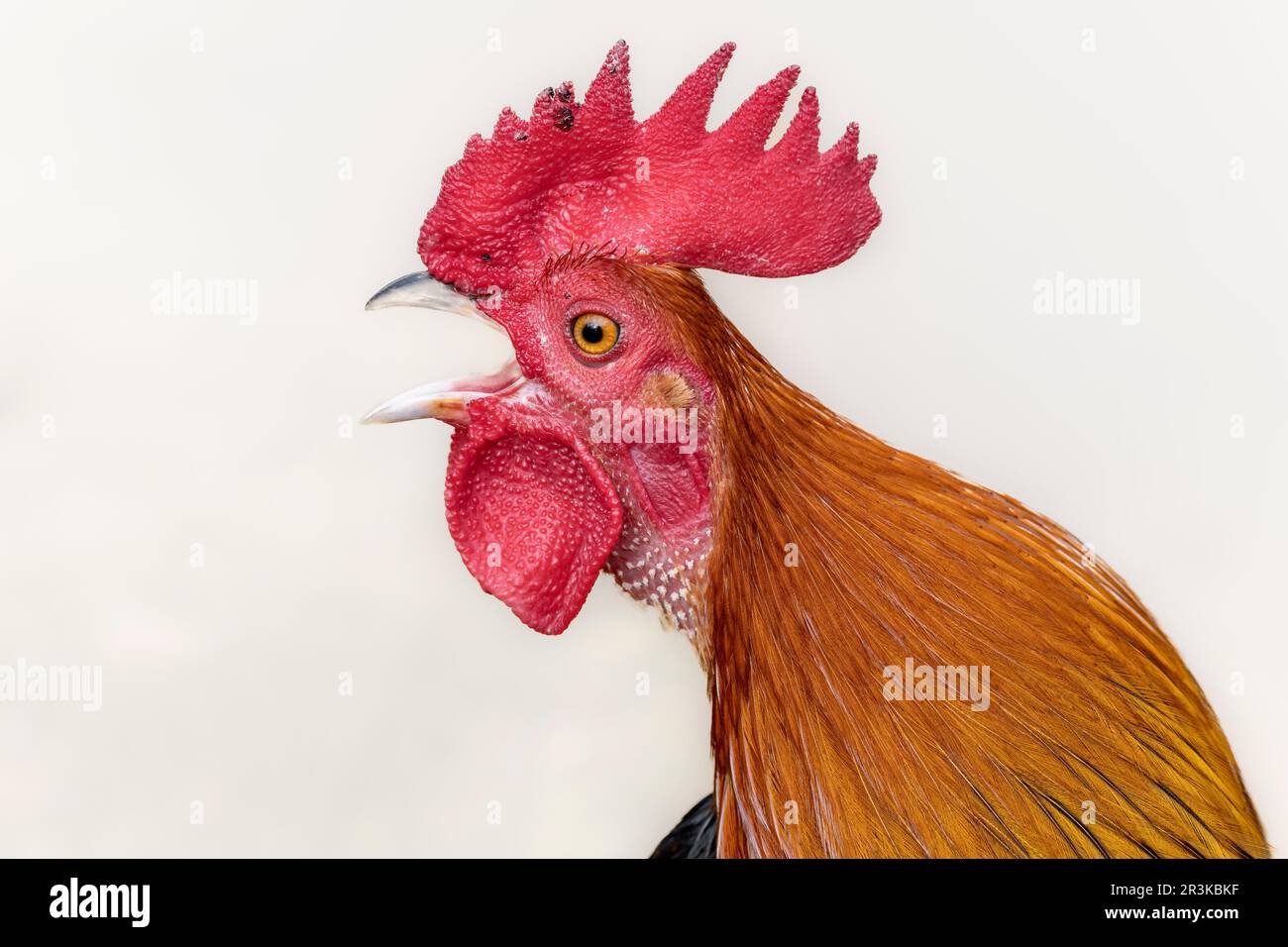 Red junglefowl (Gallus gallus) crowing Stock Photo - Alamy