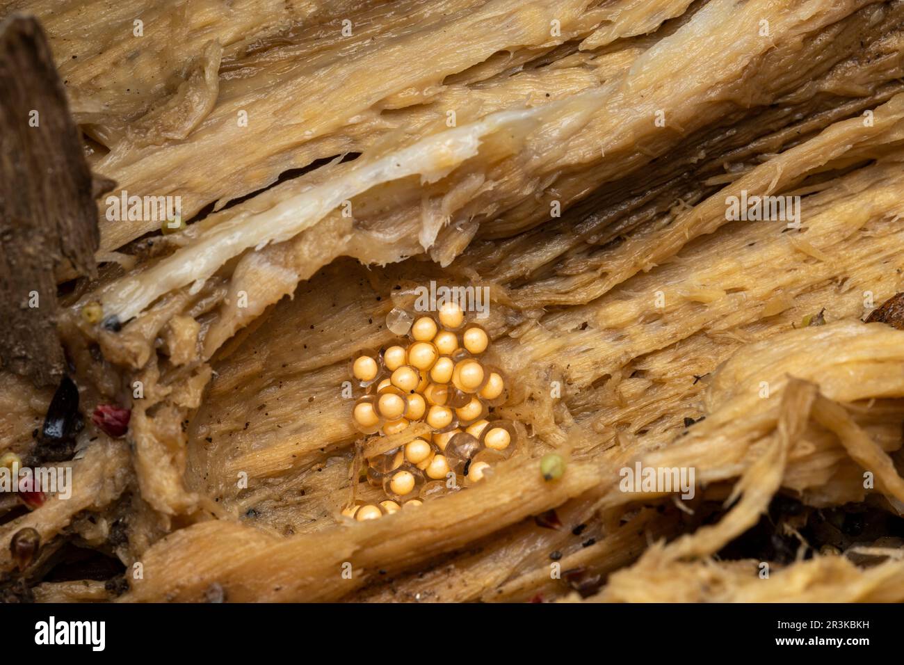 Beautiful Mantella (Mantella pulchra) eggs, Vohimana, Alaotra-Mangoro ...