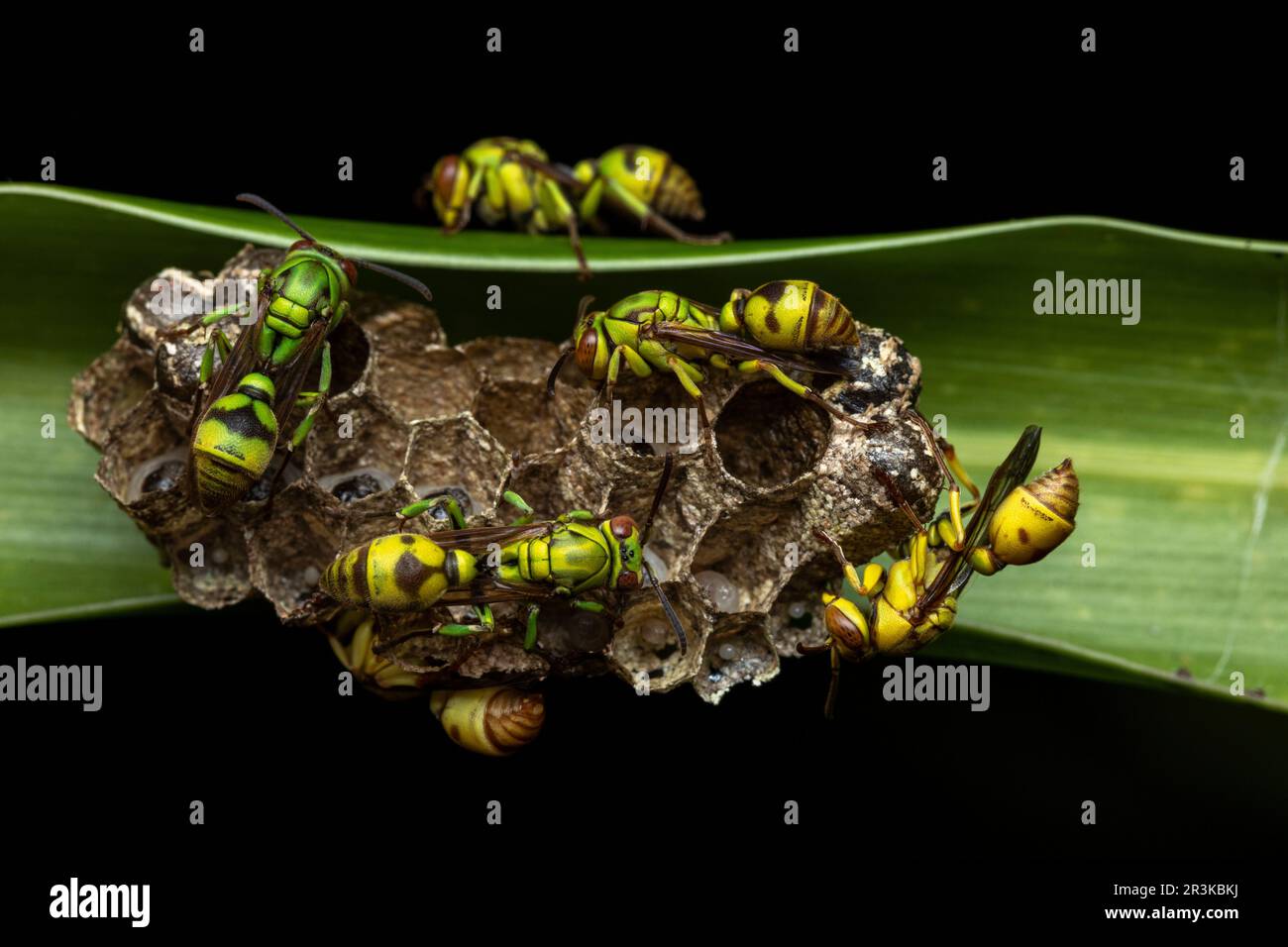 Paper wasp (Ropalidia dubia) in situ, Ampitabe Lake, Pangalanes Channel ...