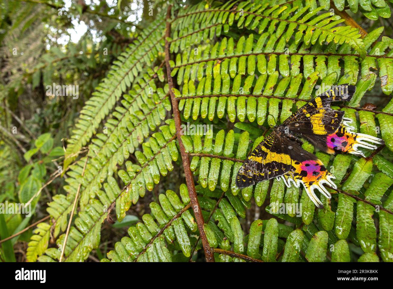 Madagascan sunset moth (Chrysiridia rhipheus) dead specimen in situ ...