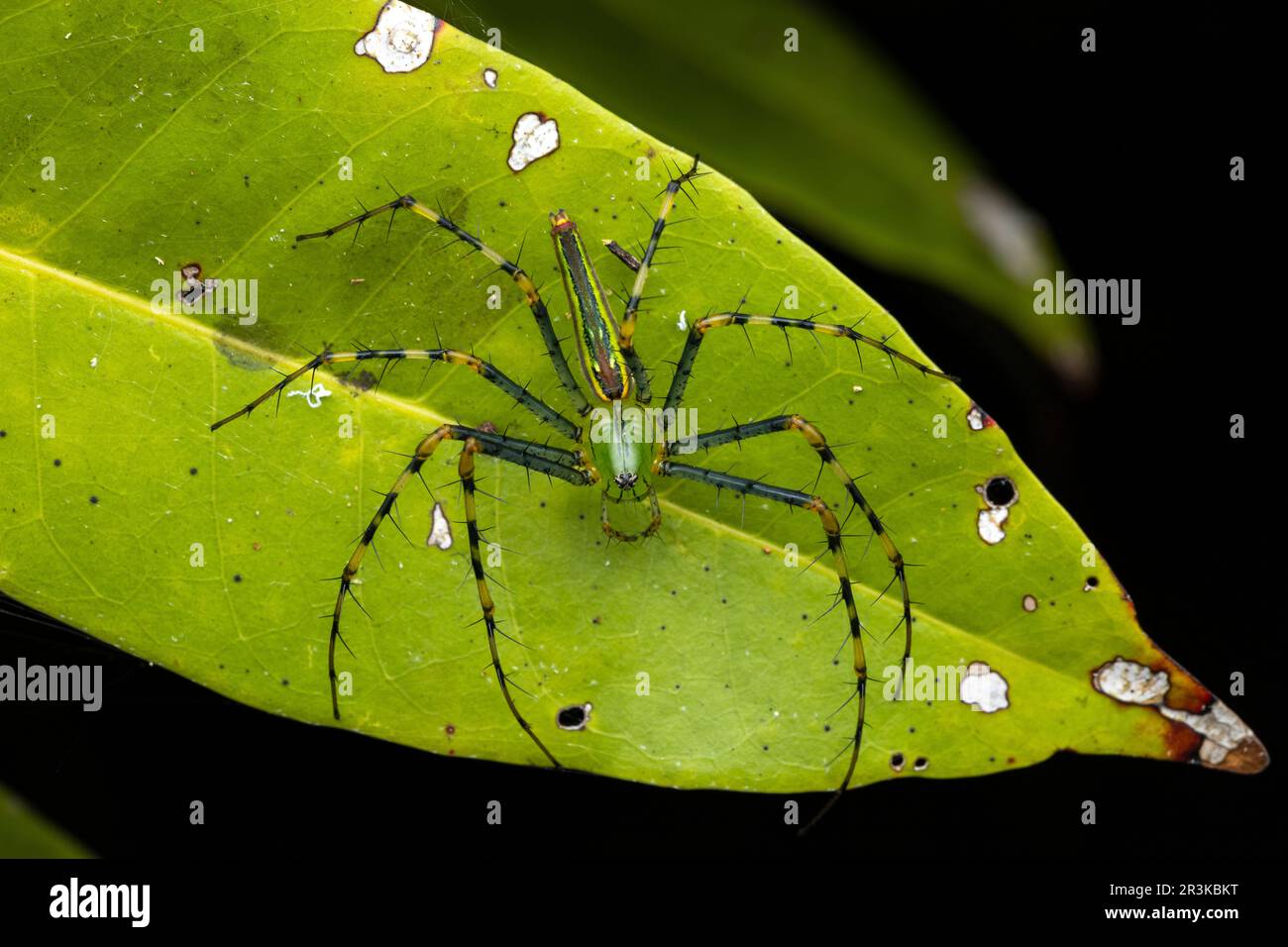Lynx spider (Peucetia lucasi), Ampitabe Lake, Pangalanes Channel ...