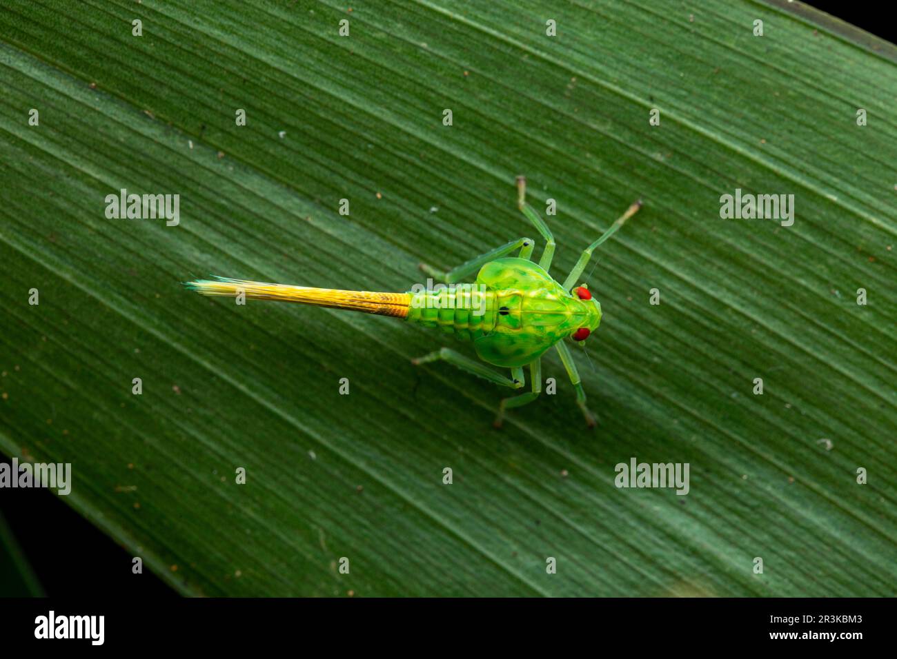 Lantern fly (Fulgoroidea sp) nymph in situ, Analamazaotra, Alaotra ...