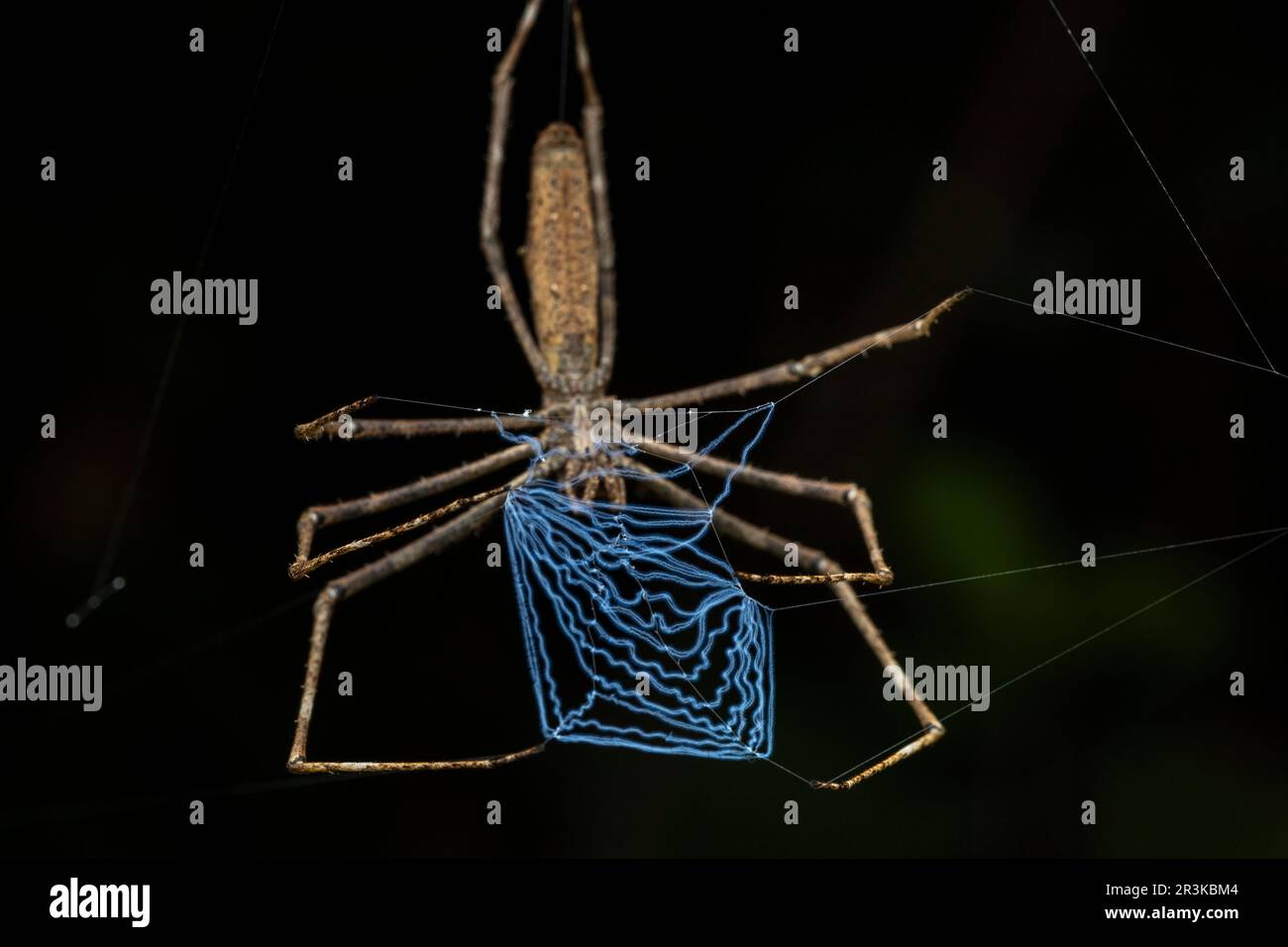 Madagascar Net casting spider (Asianopis madagascariensis) in situ ...