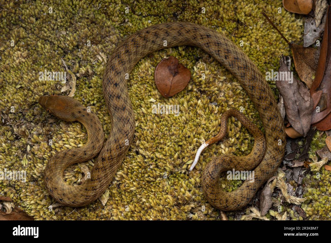 Malagasy Cat-eyed Snake (Madagascarophis colubrinus), Ampitabe Lake ...