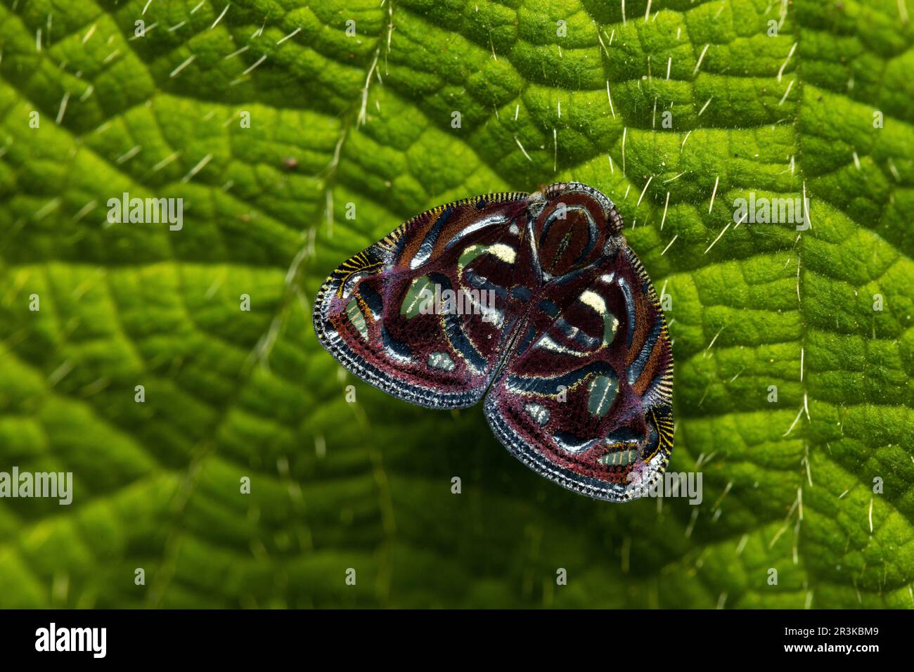 Planthopper (Ricaniidae sp), Analamazaotra, Alaotra-Mangoro, Madagascar ...