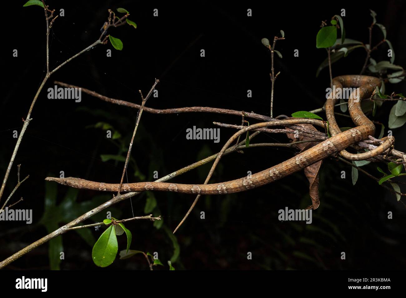 Madagascar leaf-nosed snake (Langaha madagascariensis) female in situ ...