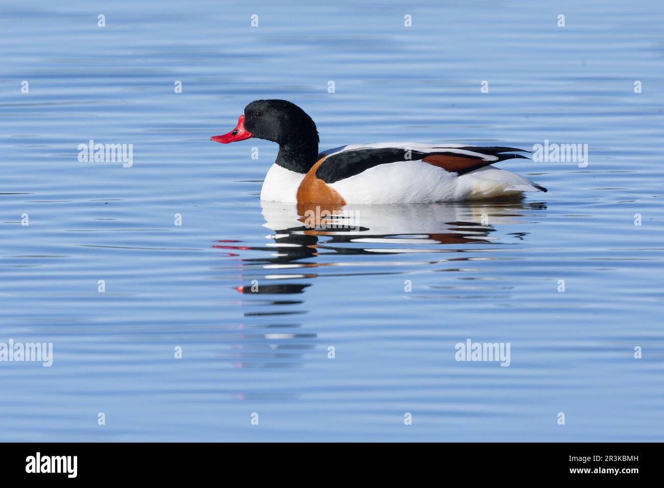 Common Shelduck (Tadorna tadorna), side view of an adult male swimming ...