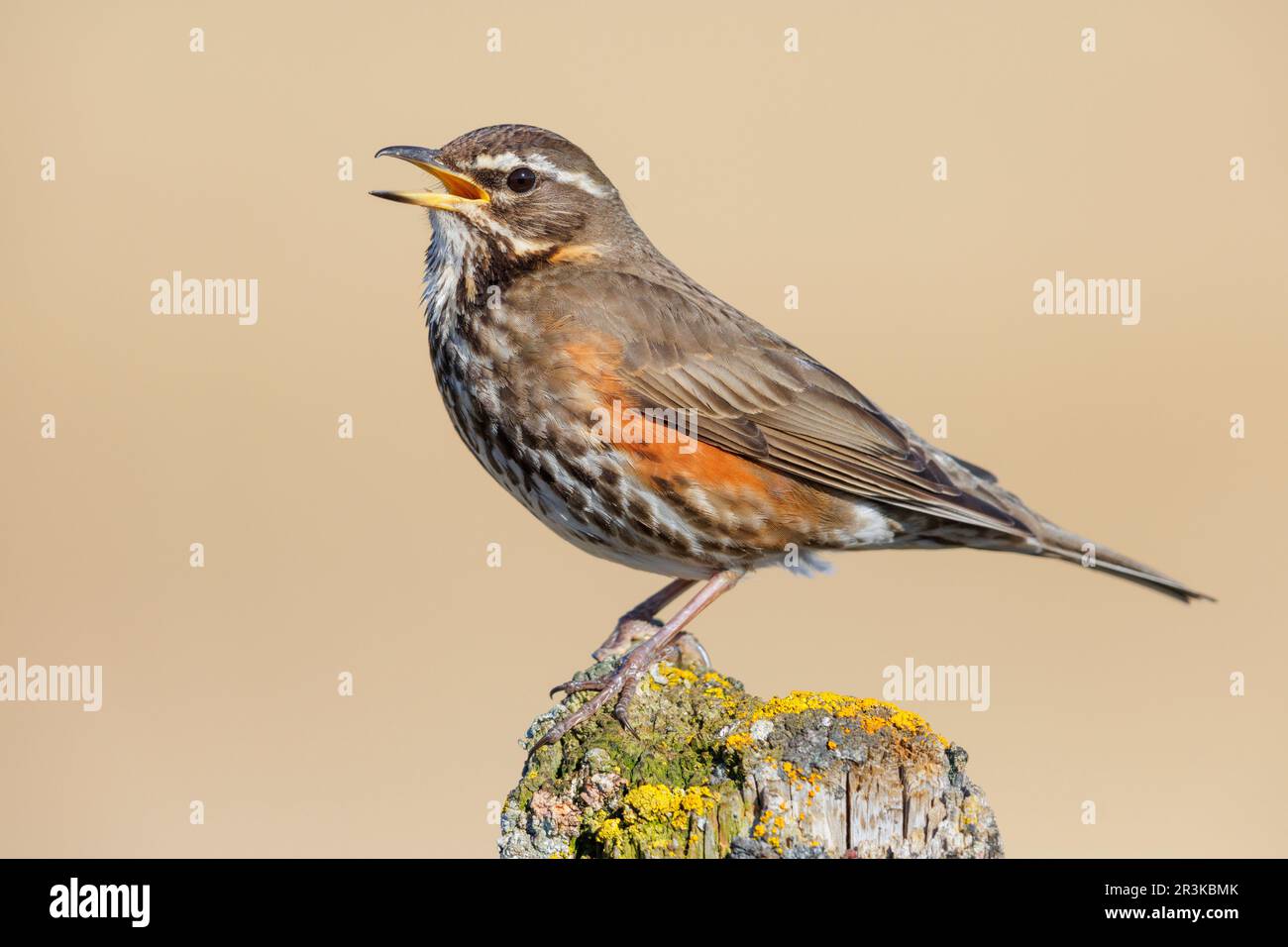 Redwing (Turdus iliacus), side view of an adult standing on an old post ...