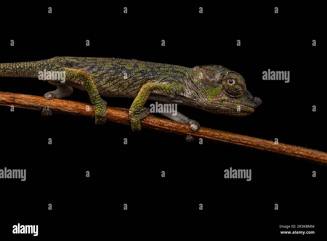 Chameleon (Calumma sp nasutum group) young in situ, V.O.I.MMA, Alaotra ...
