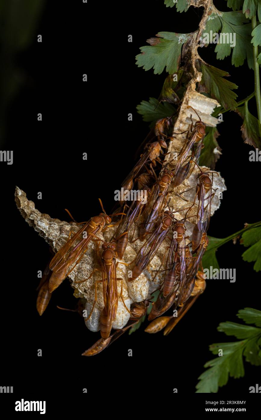 Social wasp (Belonogaster madecassa), Ampitabe Lake, Pangalanes Channel ...