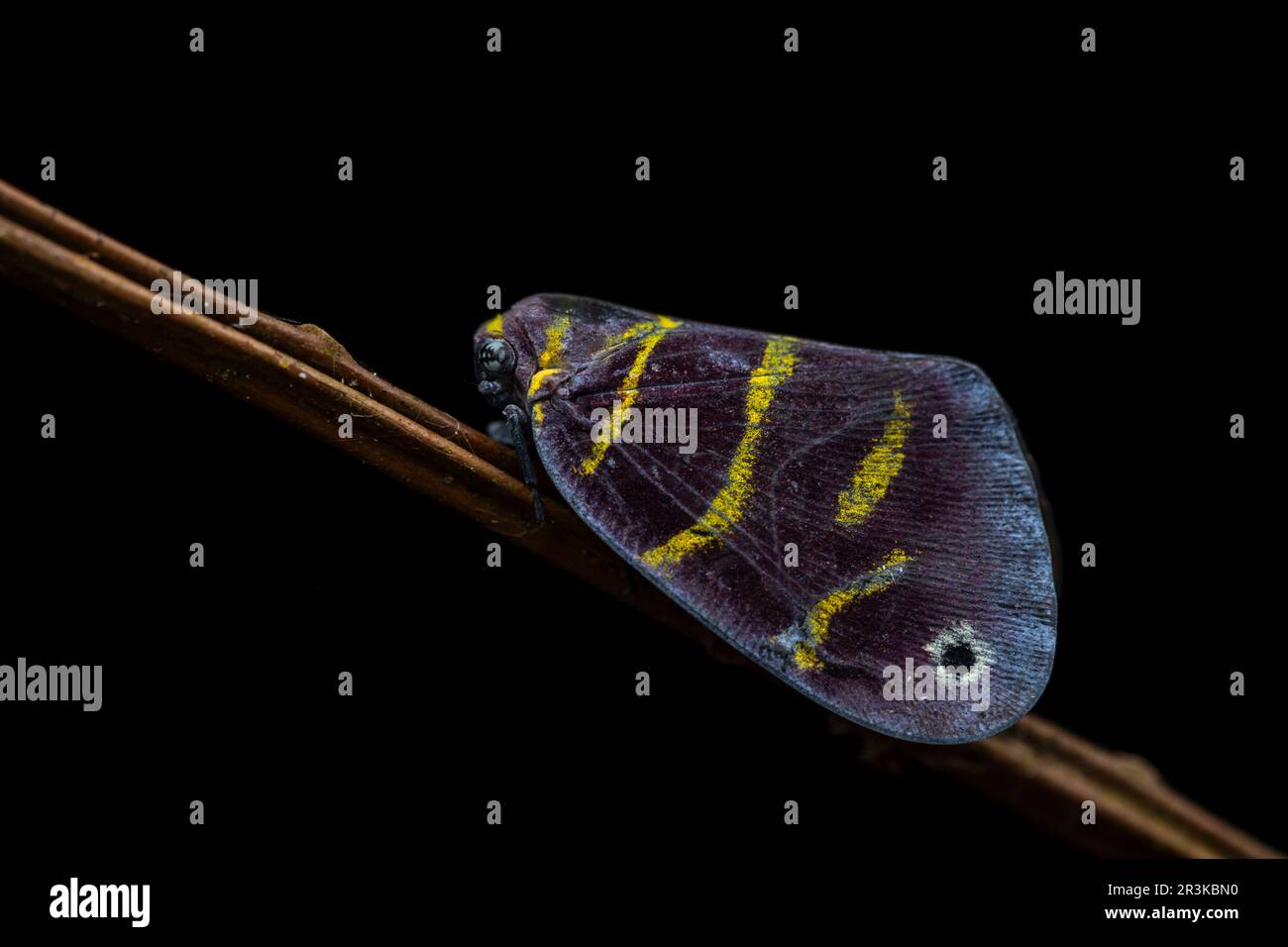 Planthopper (Ricaniidae sp), Ampitabe Lake, Pangalanes Channel ...