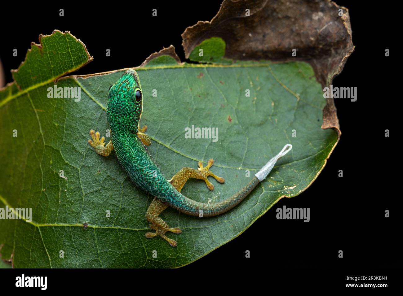 Lined day Gecko (Phelsuma lineata lineata) juvenile, Analamazaotra ...