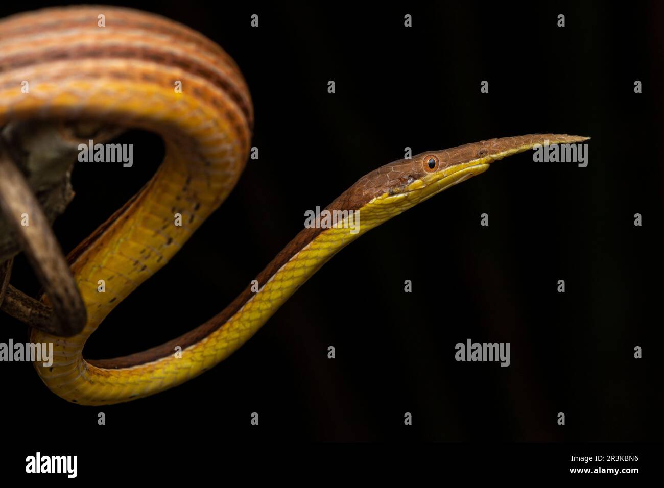 Madagascar leaf-nosed snake (Langaha madagascariensis) male, Ampitabe ...