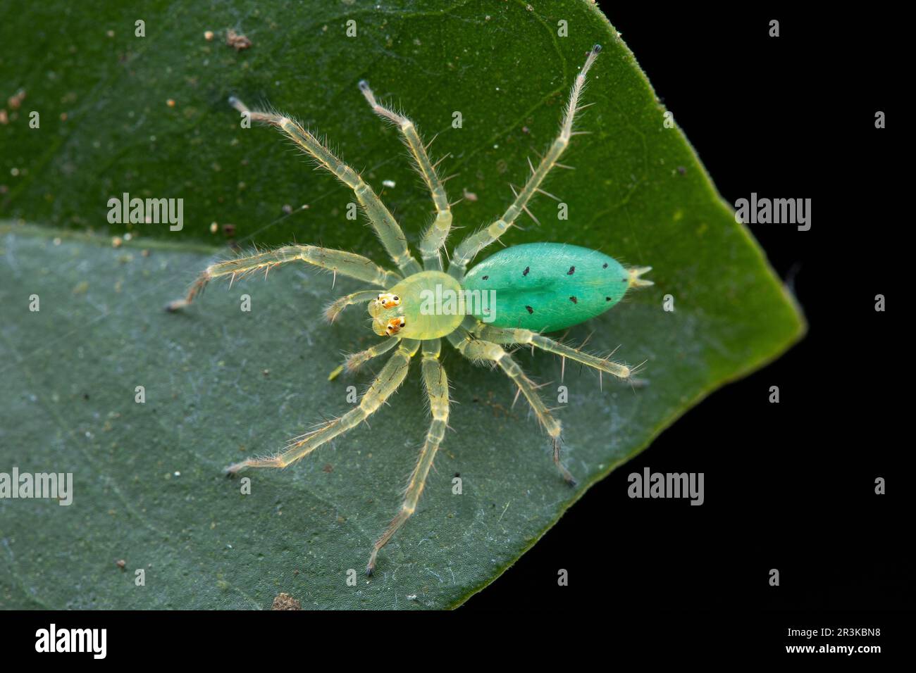 Malagasy Jumping spider (Asemonea ornatissima) in situ, V.O.I.MMA ...