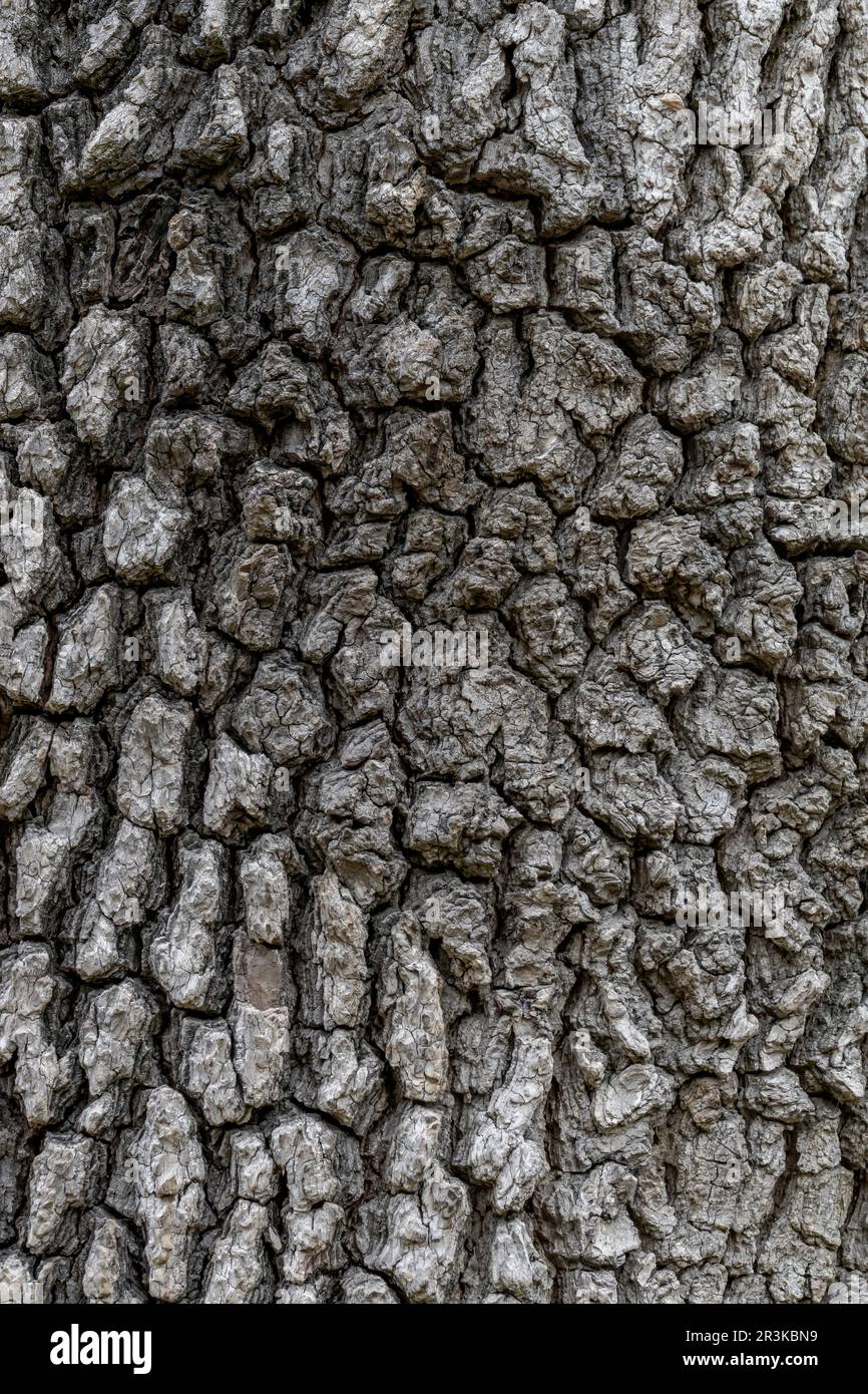 Fissured bark on an old Oriental sweetgum (Liquidambar orientalis Stock ...