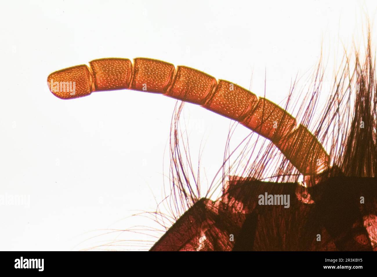 Honey bee (Apis mellifera) detail of an antenna seen under the ...