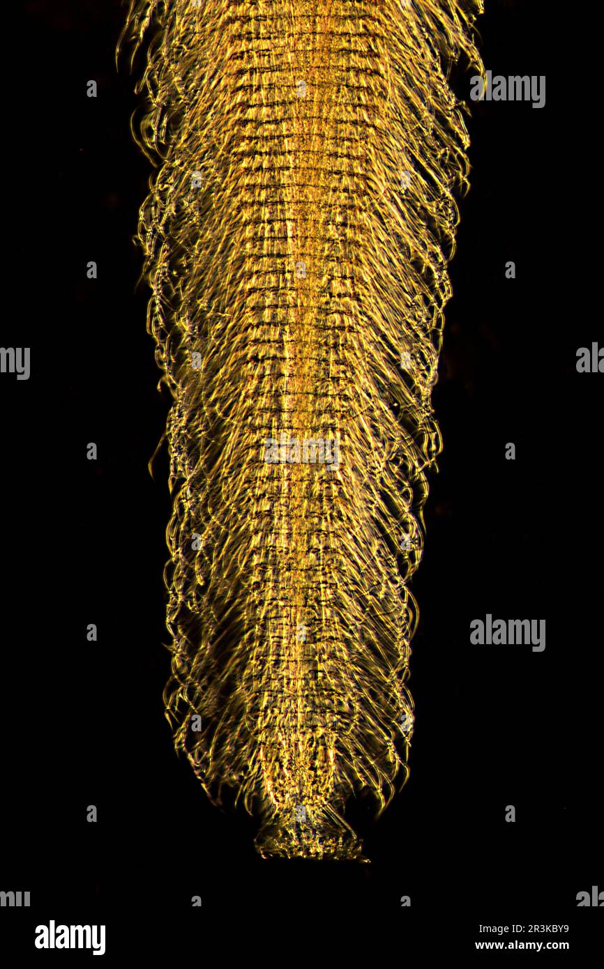 Honey bee (Apis mellifera) detail of the tongue seen under the ...