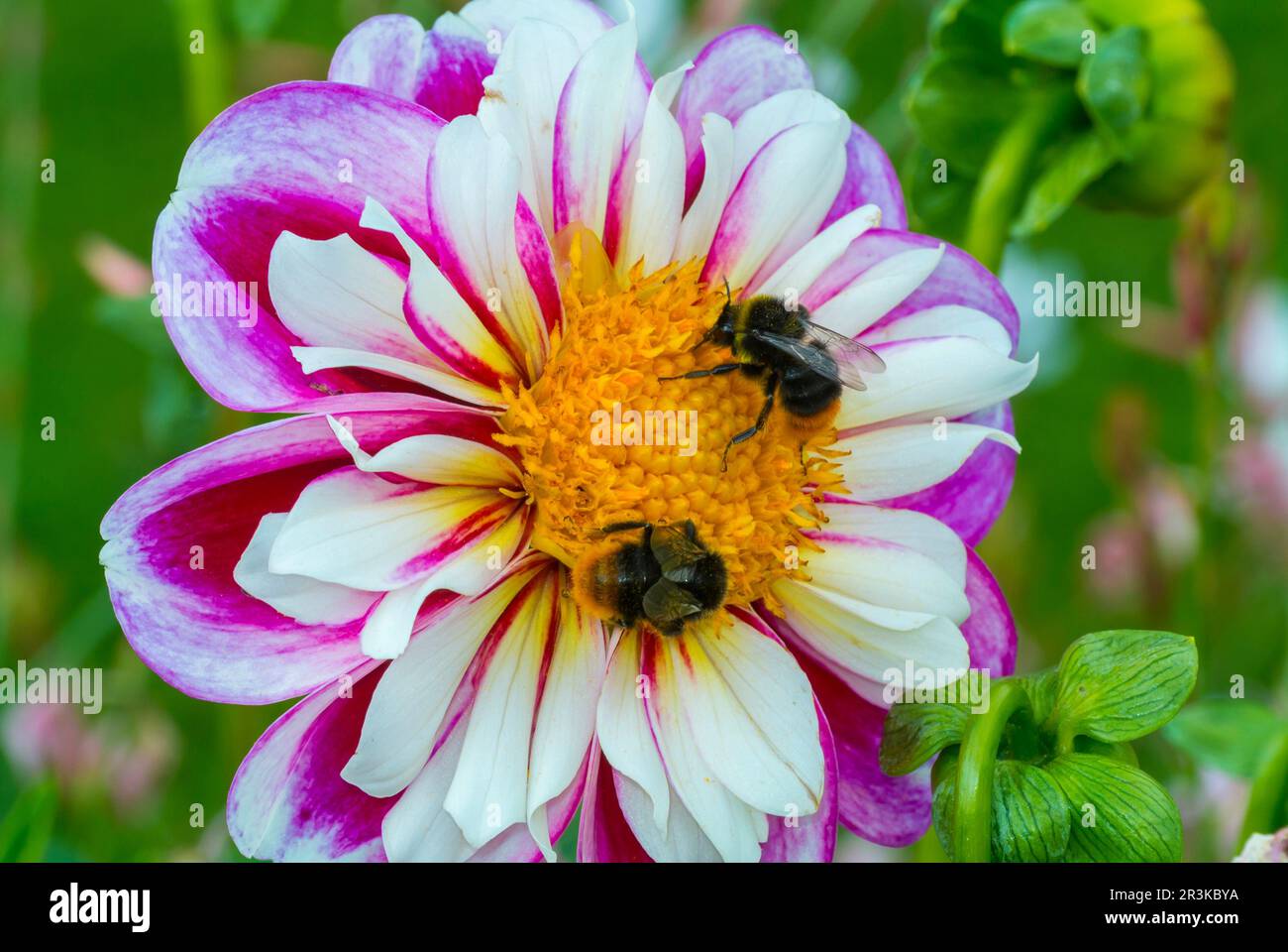 Paris, France, Close up, Bees, on Flower, Plants Garden, Jardin des ...